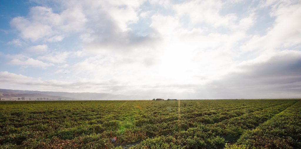 Our Story - Neil Jones Food Company