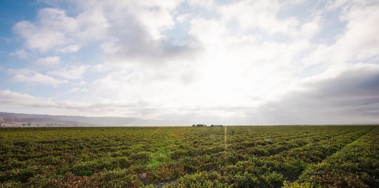 Our Story - Neil Jones Food Company