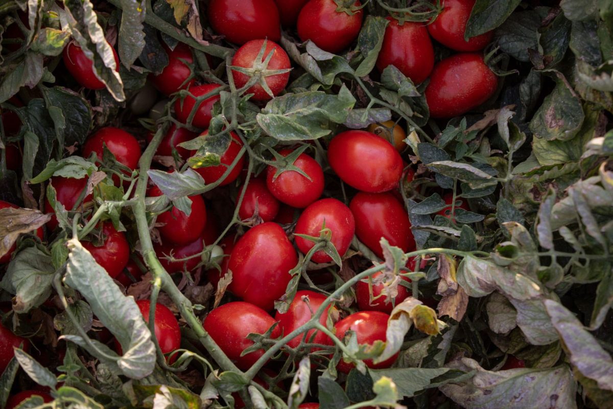 Corporate Sustainability - Neil Jones Food Company