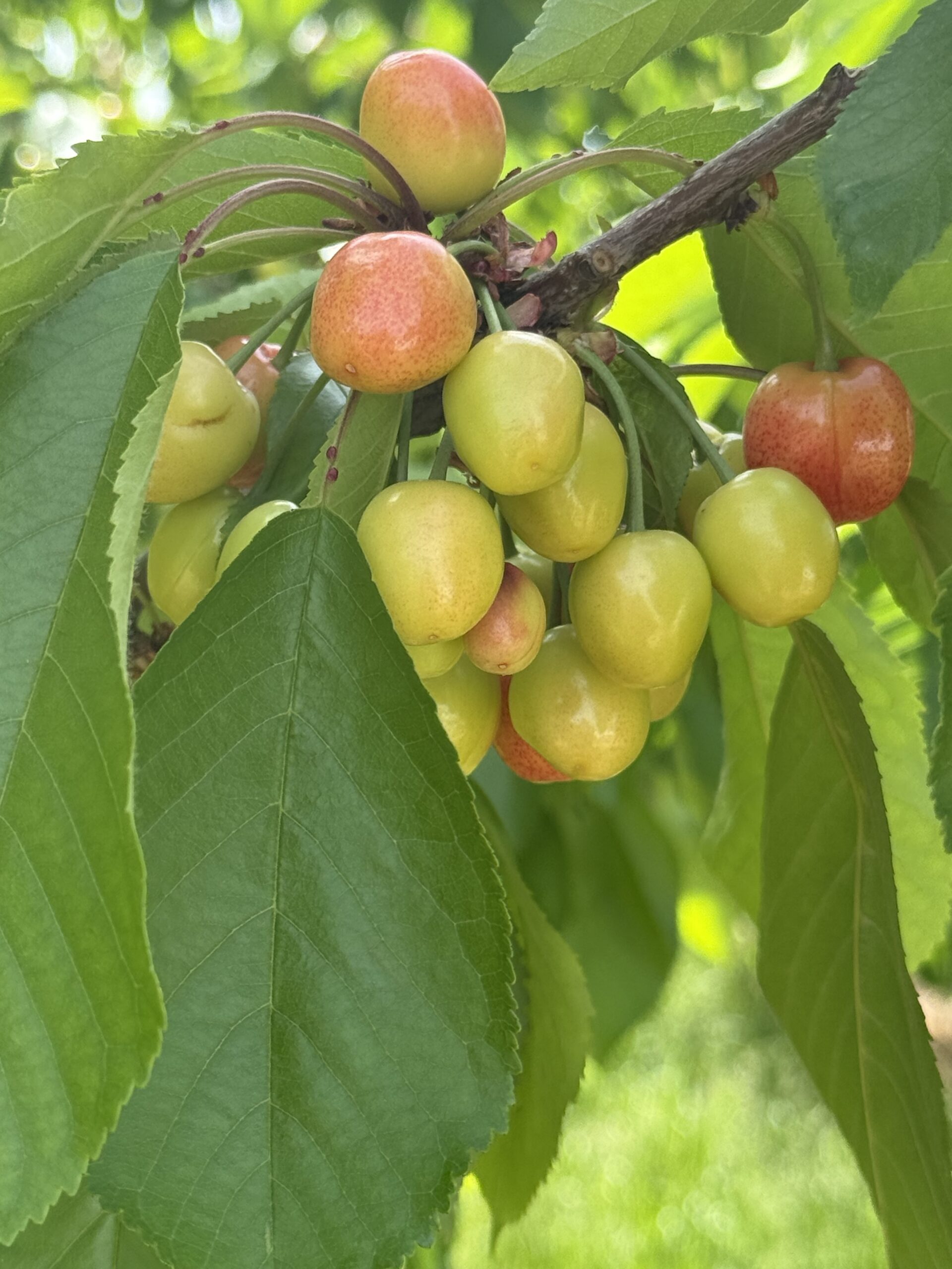 Crop Report - June 2026 - Neil Jones Food Company