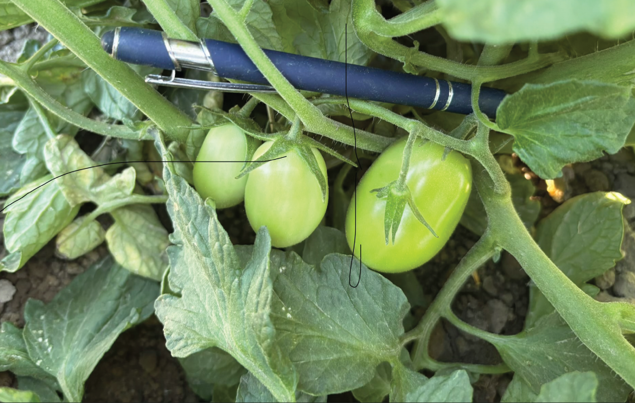 Crop Report - June 2026 - Neil Jones Food Company